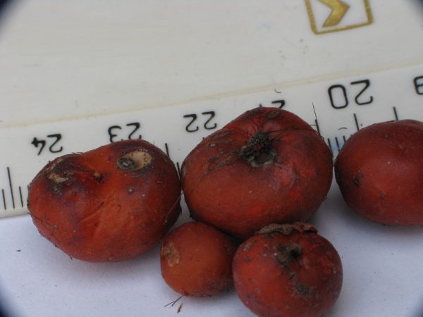 Drosera Porrecta | Plantas Carnívoras Mundo Venus