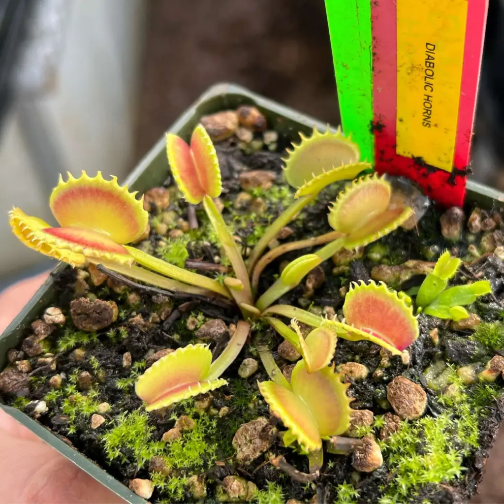 Venus diabolic horns | Plantas Carnívoras | Mundo Venus
